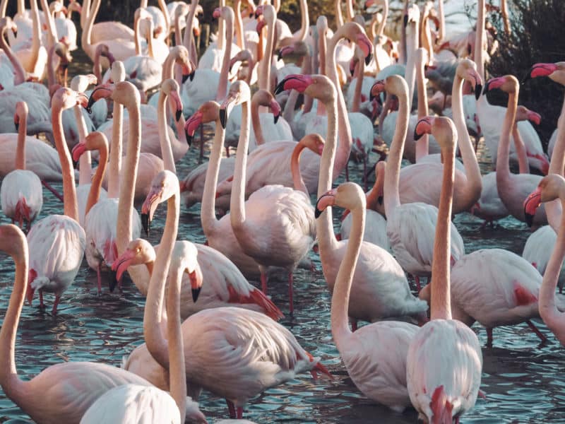 Voir des flamants roses en Camargue de près : le Pont de Gau • blog voyage