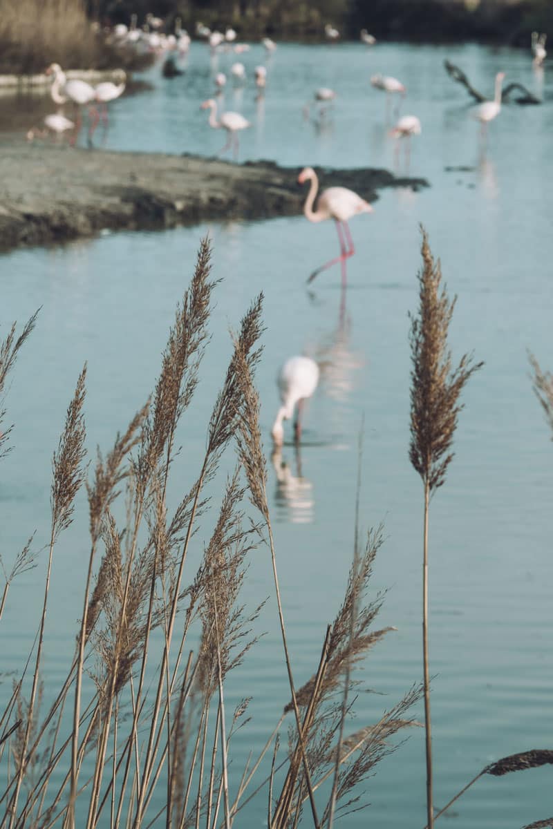 Voir des flamants roses en Camargue de près : le Pont de Gau • blog voyage