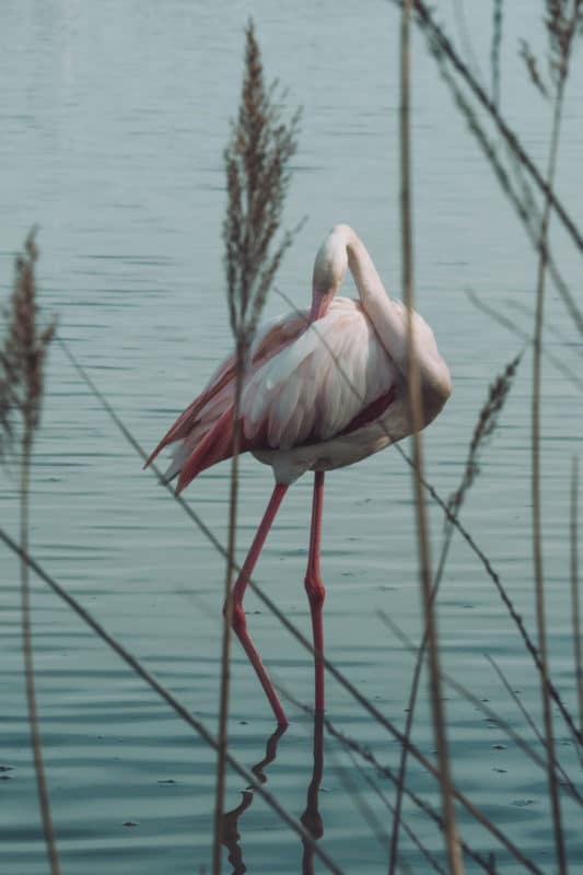 Voir des flamants roses en Camargue de près : le Pont de Gau • blog voyage