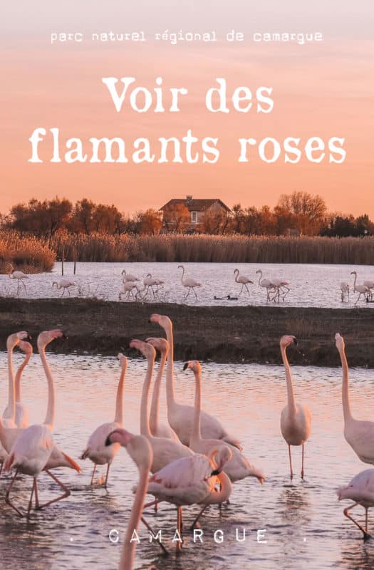Voir des flamants roses en Camargue de près : le Pont de Gau • blog voyage