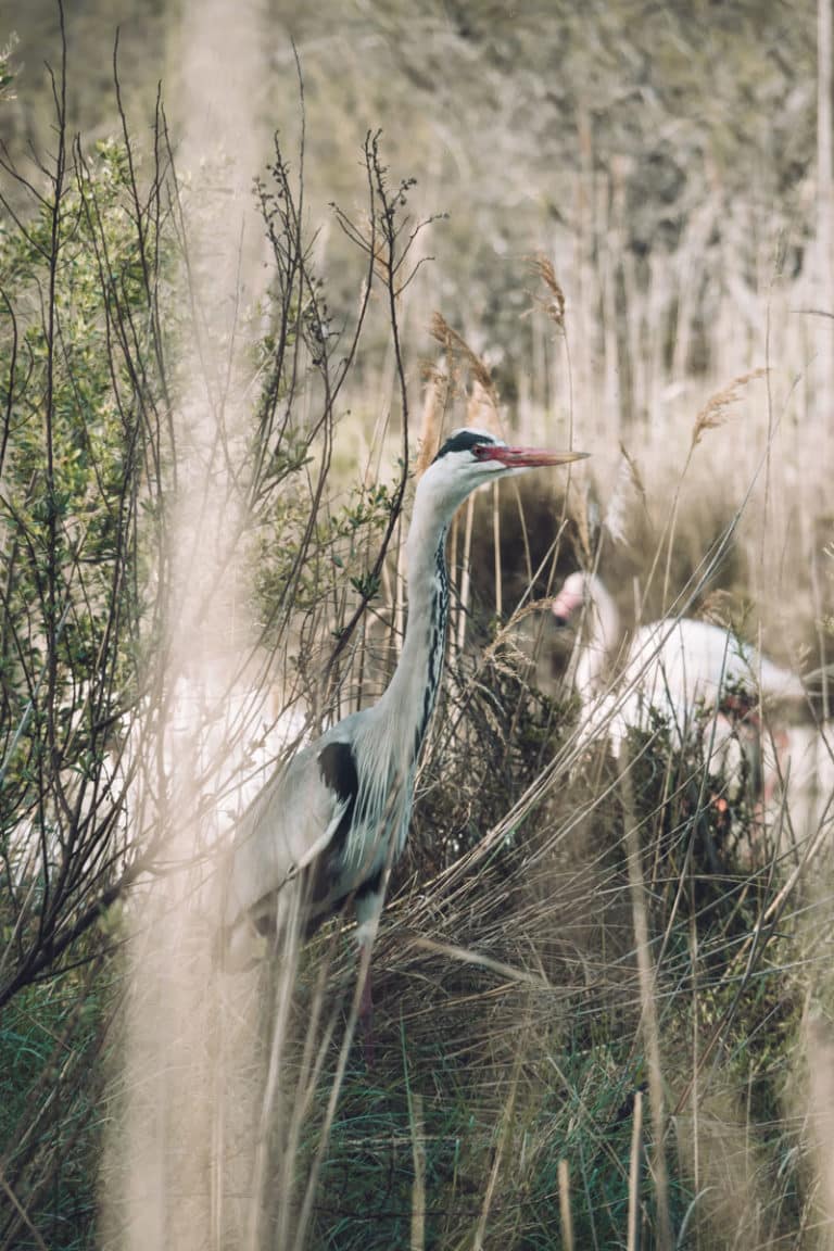 Voir des flamants roses en Camargue de près : le Pont de Gau • blog voyage