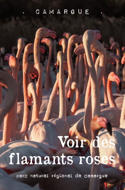 Voir des flamants roses en Camargue de près : le Pont de Gau • blog voyage
